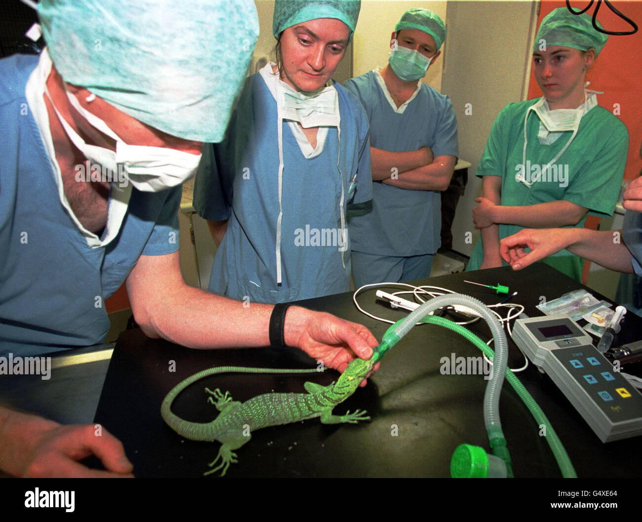 ANIMALS Lizard 4 Stock Photo - Alamy