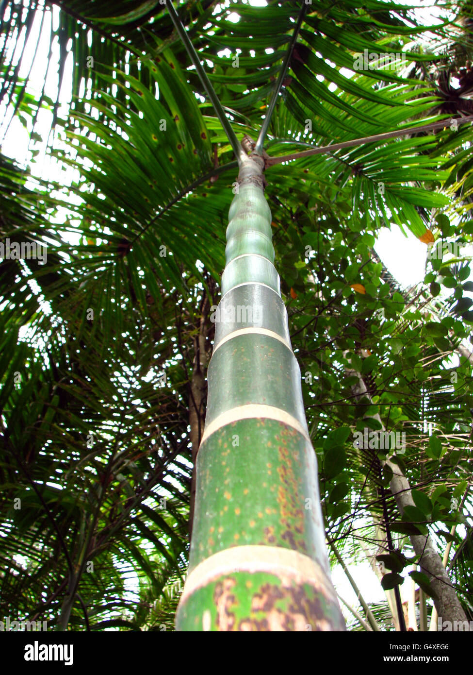 Beetelnut tree hi-res stock photography and images - Alamy
