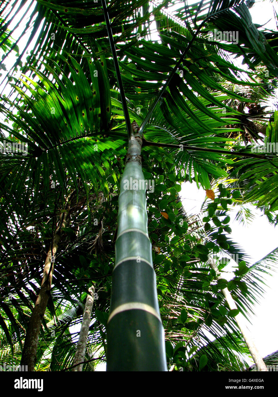 Beetelnut tree hi-res stock photography and images - Alamy