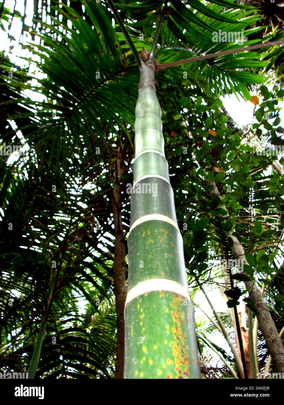 Betelnut tree hi-res stock photography and images - Alamy