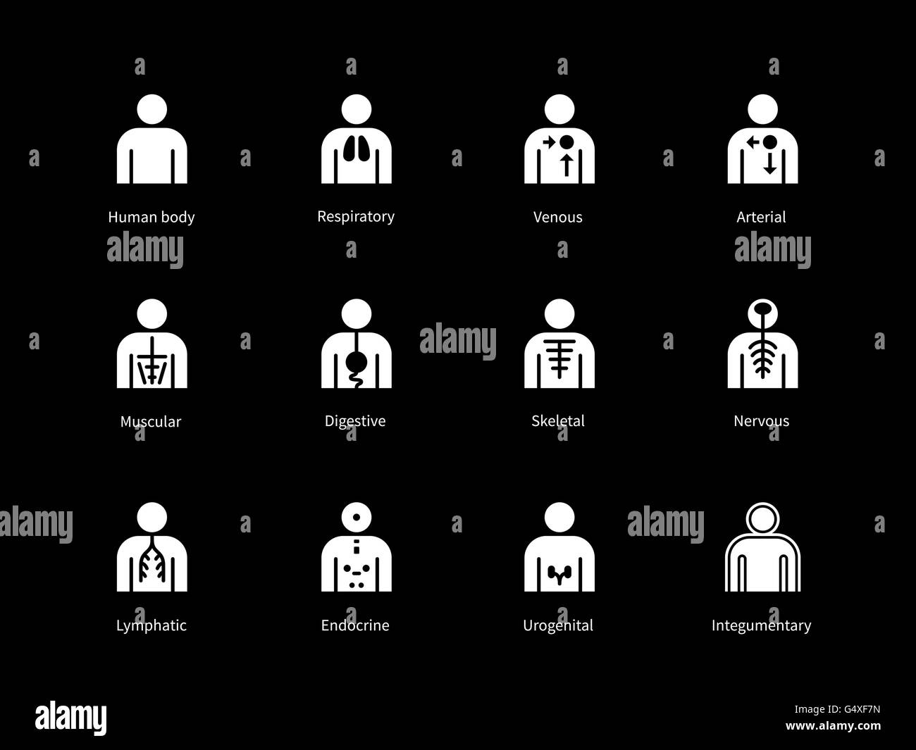 Systems of human body, digestive, arterial, venous icons on black ...