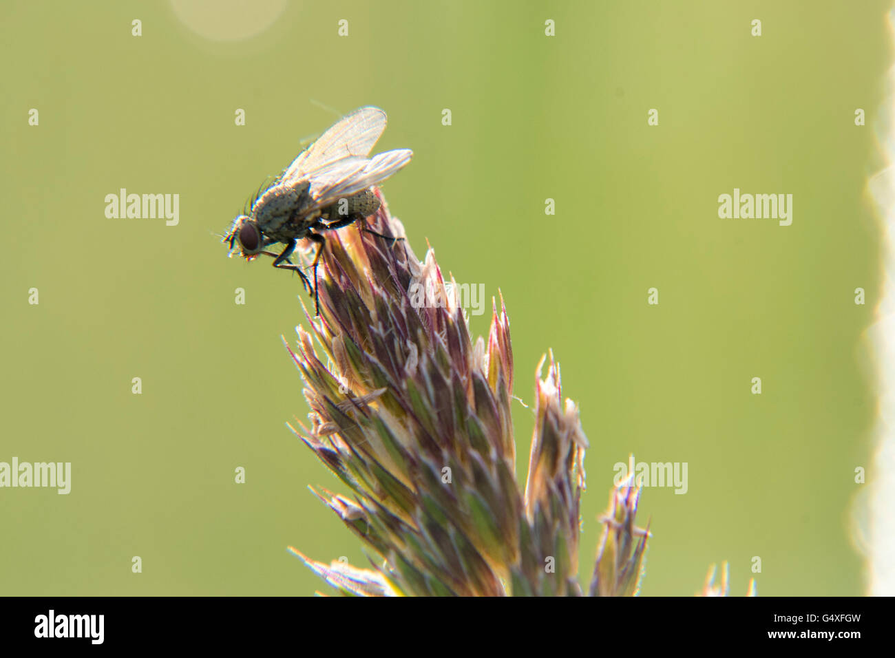 Buzzing fly hi-res stock photography and images - Alamy