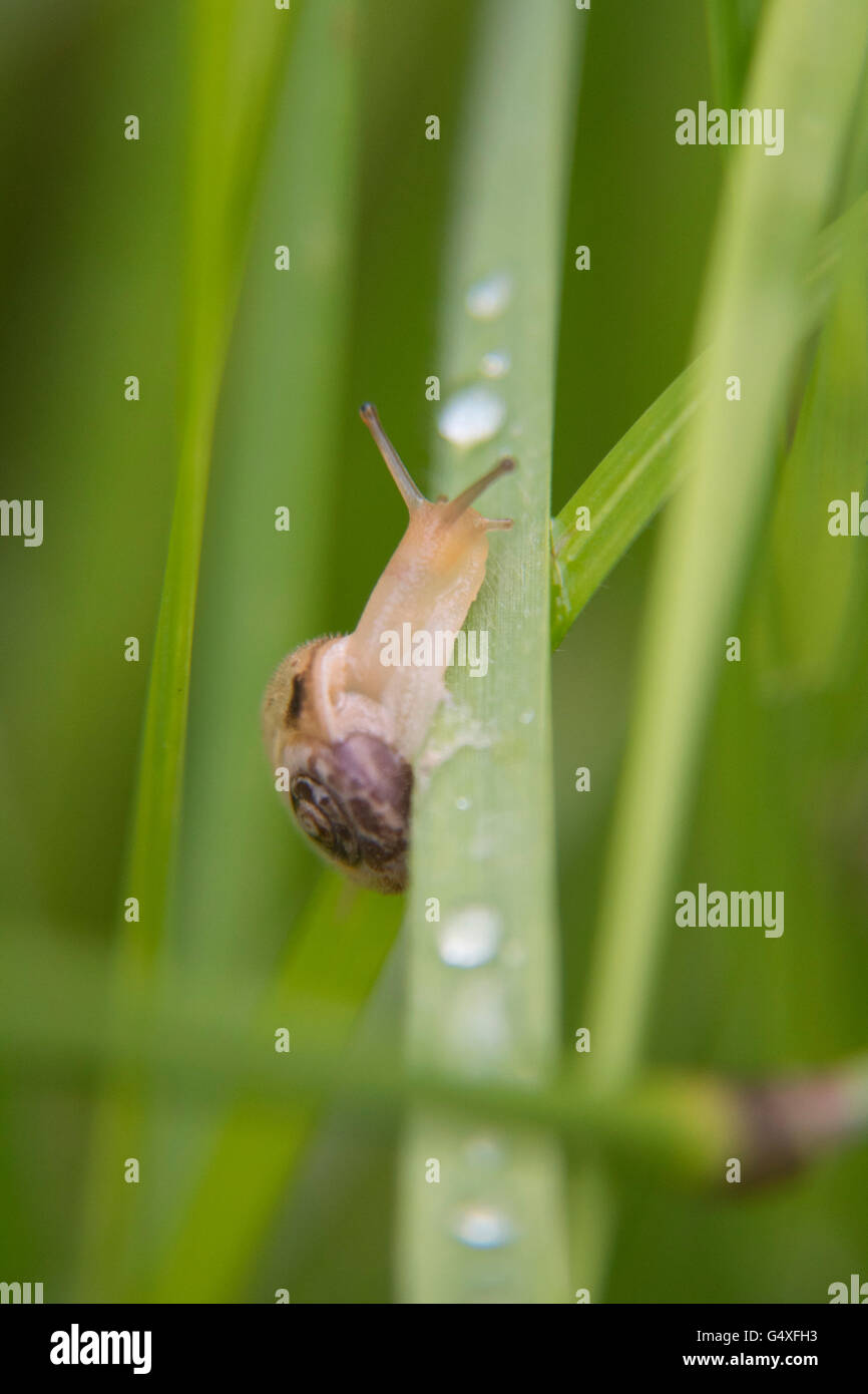 Water snail droplet hi-res stock photography and images - Alamy