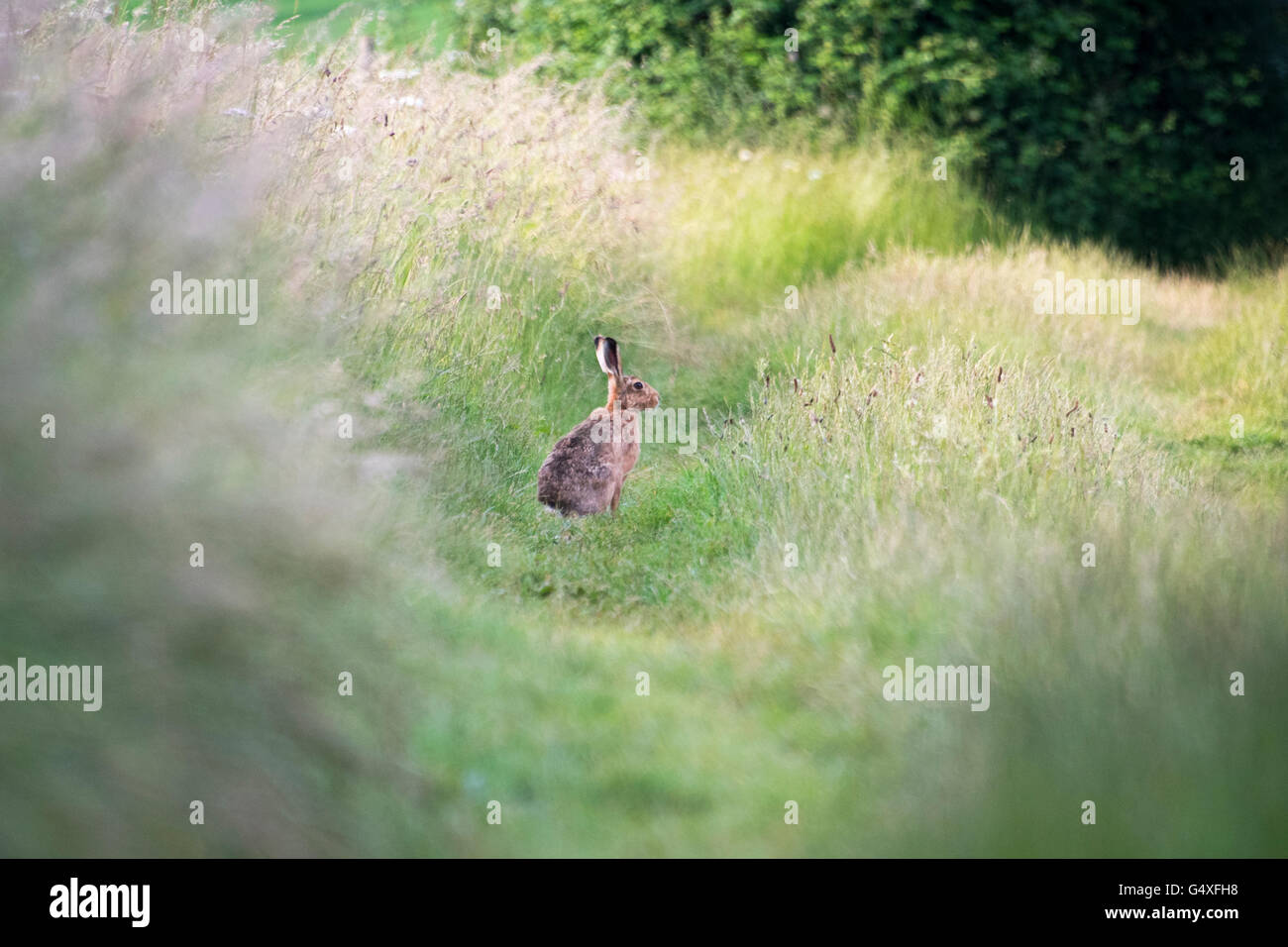 Hare leveret spring hi-res stock photography and images - Alamy