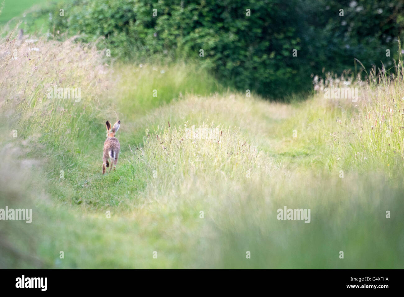 Hare running away on country path Stock Photo - Alamy