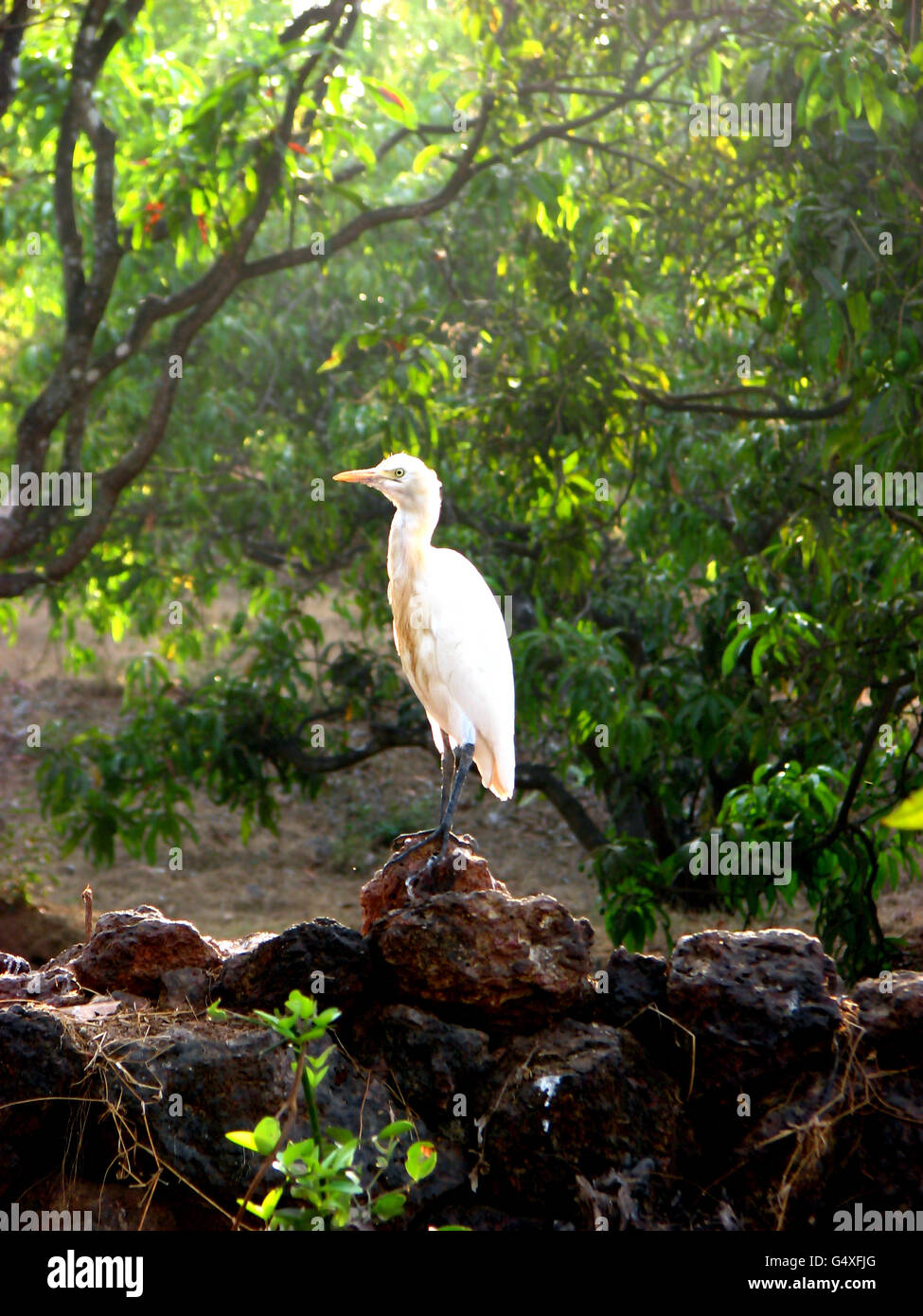 Heroin bird hi-res stock photography and images - Alamy