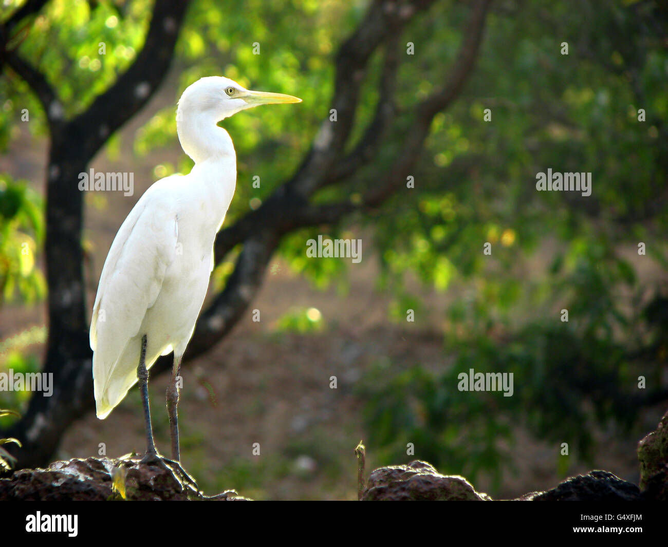 Heroin bird hi-res stock photography and images - Alamy