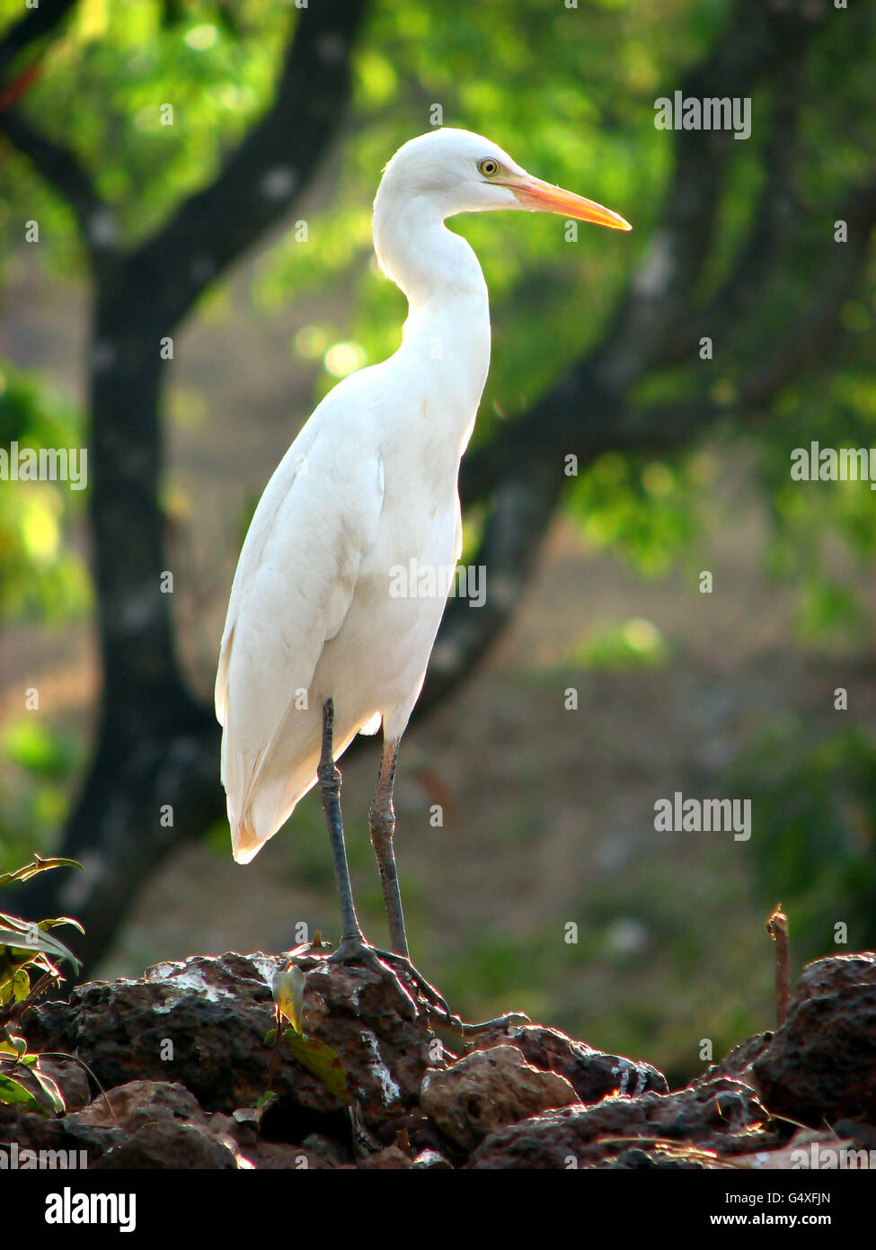Heroin bird hi-res stock photography and images - Alamy
