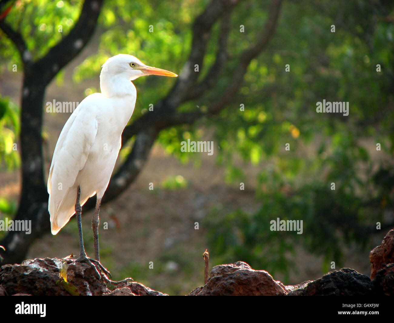 Heroins hi-res stock photography and images - Alamy