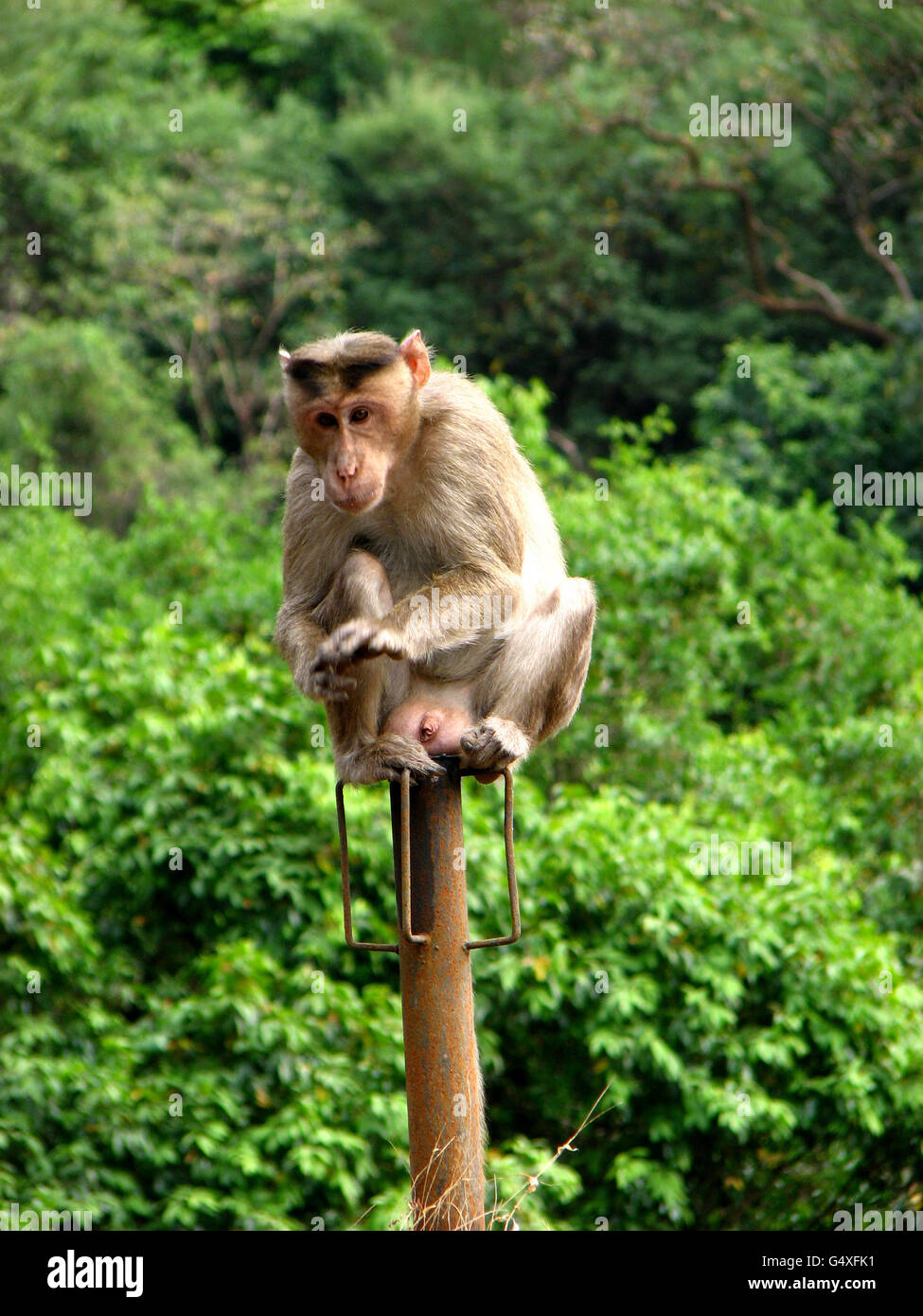 Balancing monkey hi-res stock photography and images - Alamy
