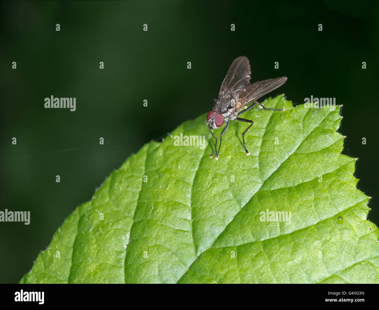 Nature.Fly closeup on leaf Stock Photo - Alamy