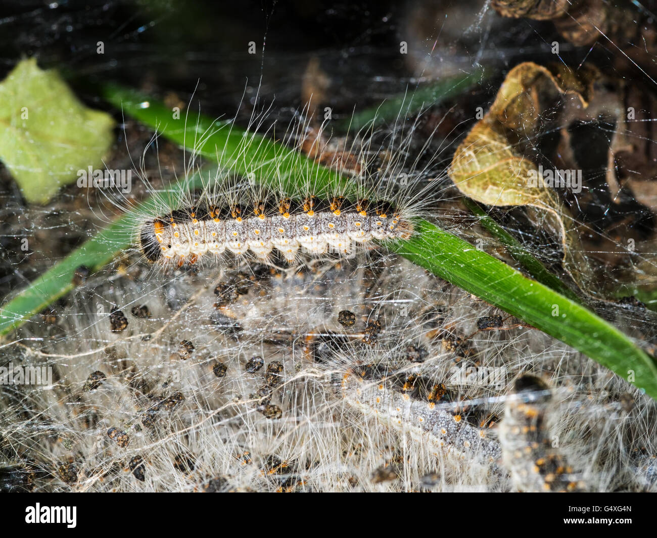 Toxic, poisonous bug. Thaumetopoea processionea. Oak processionary moth ...