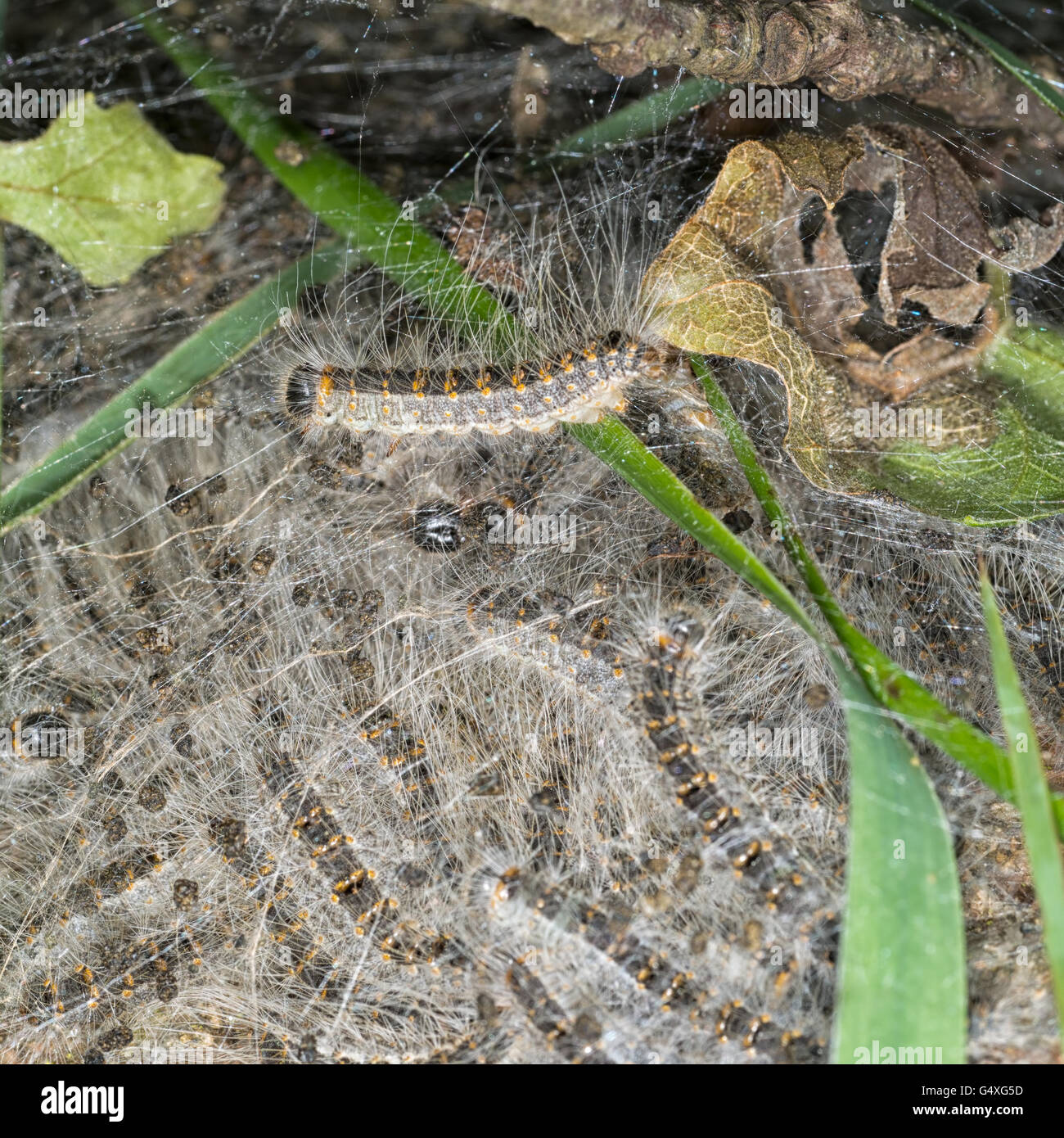 Toxic, poisonous bug. Thaumetopoea processionea Stock Photo - Alamy