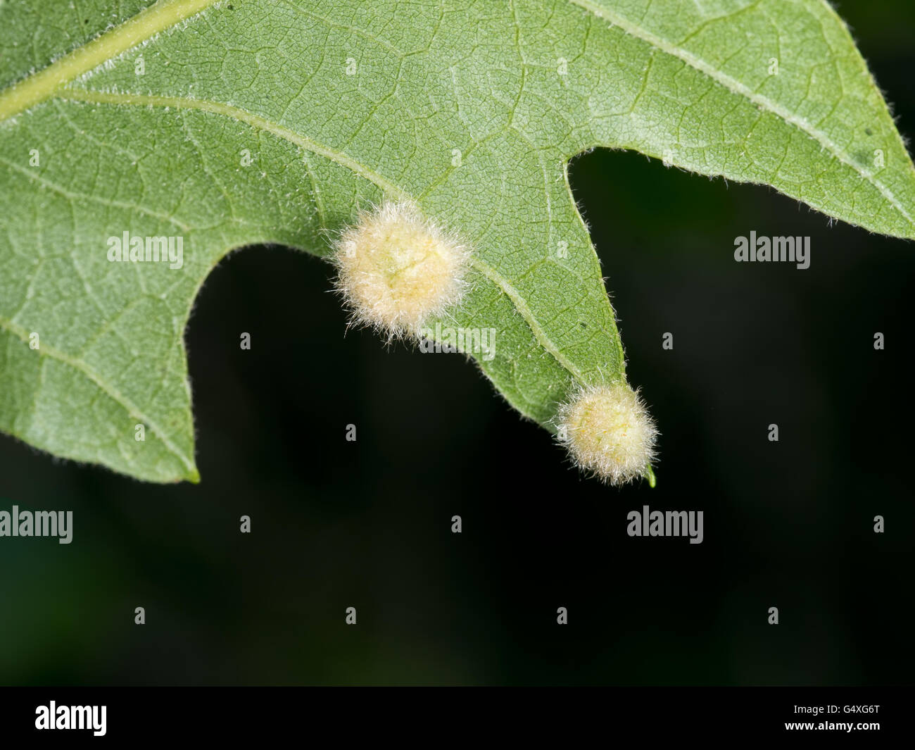 Fuzzy gall hi-res stock photography and images - Alamy