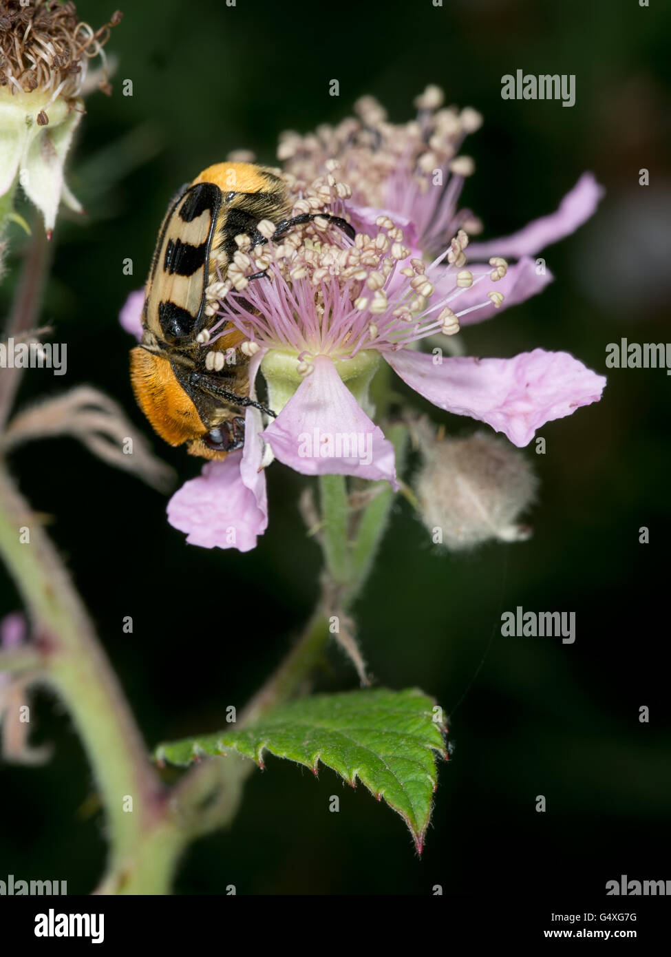 Trichius gallicus hi-res stock photography and images - Alamy