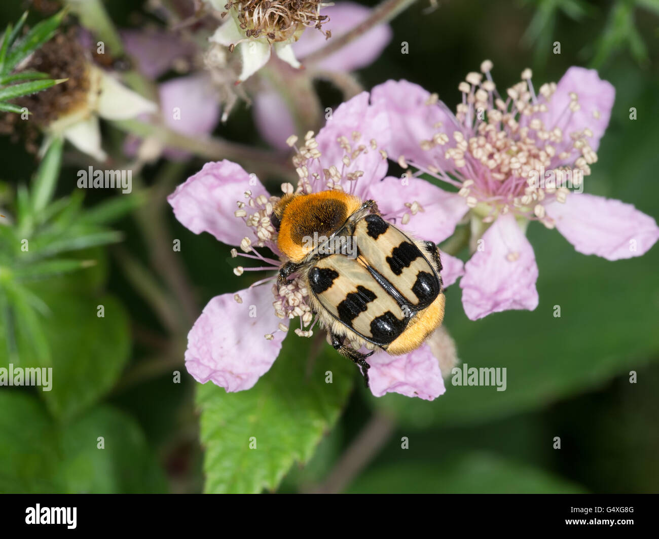 Black and yellow colours in nature hi-res stock photography and images ...