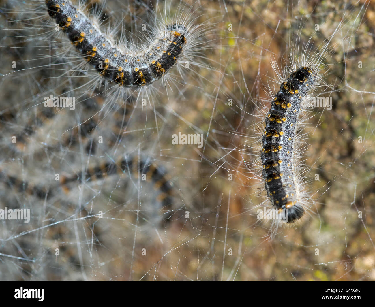 Oak processionary moth hi-res stock photography and images - Alamy