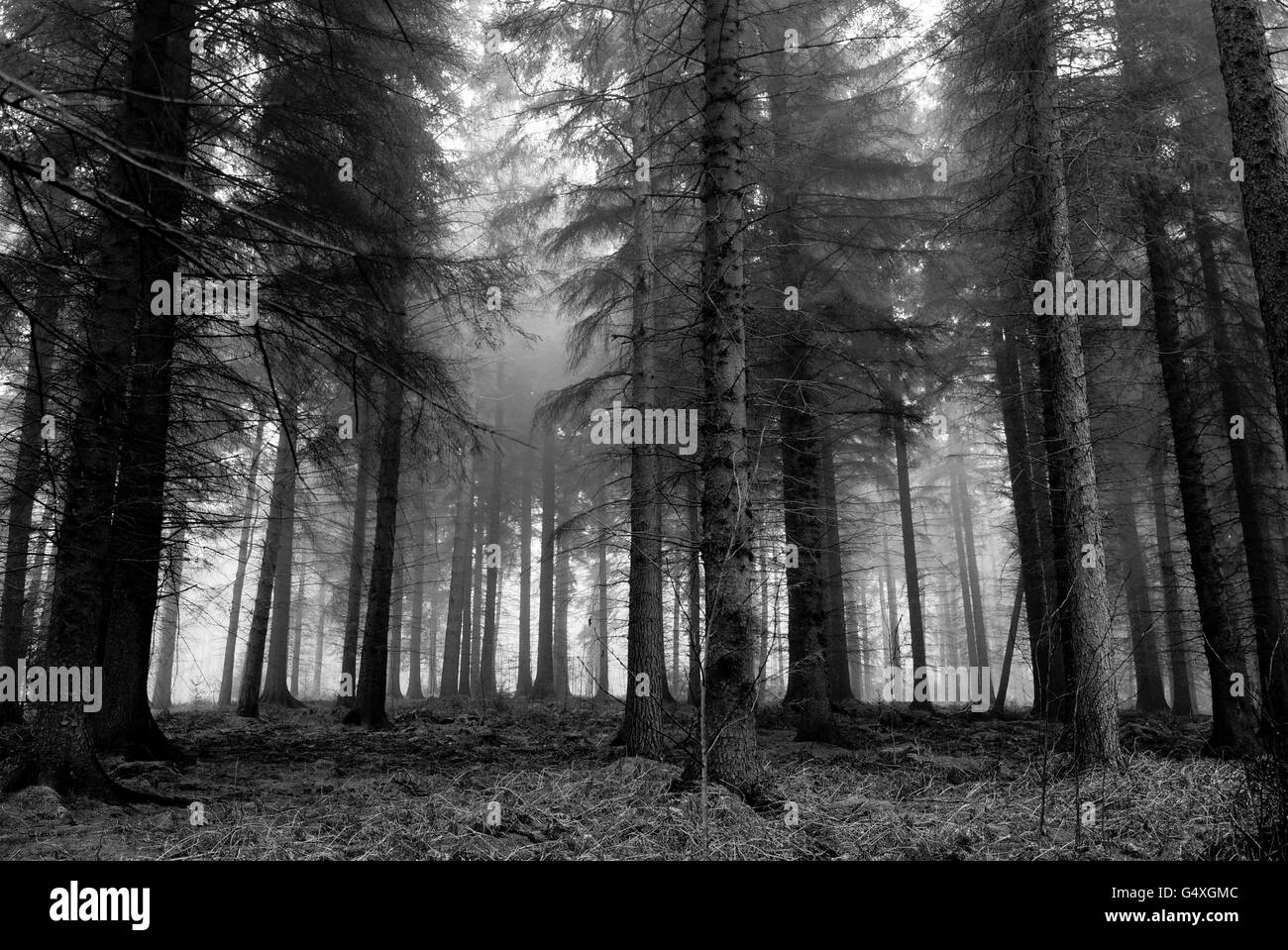 Eerie forests hi-res stock photography and images - Alamy