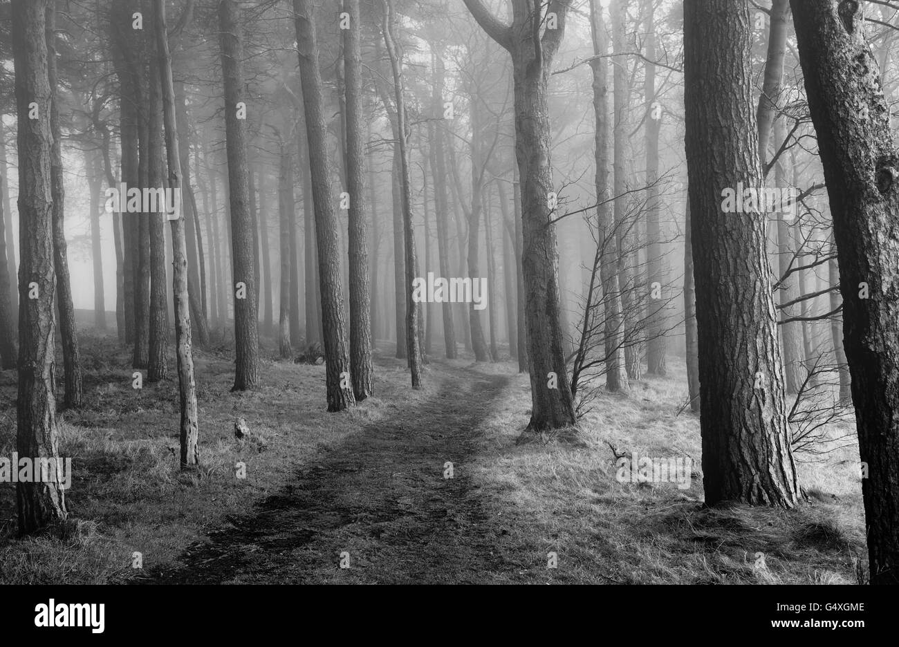 Mist mystery Black and White Stock Photos & Images - Alamy