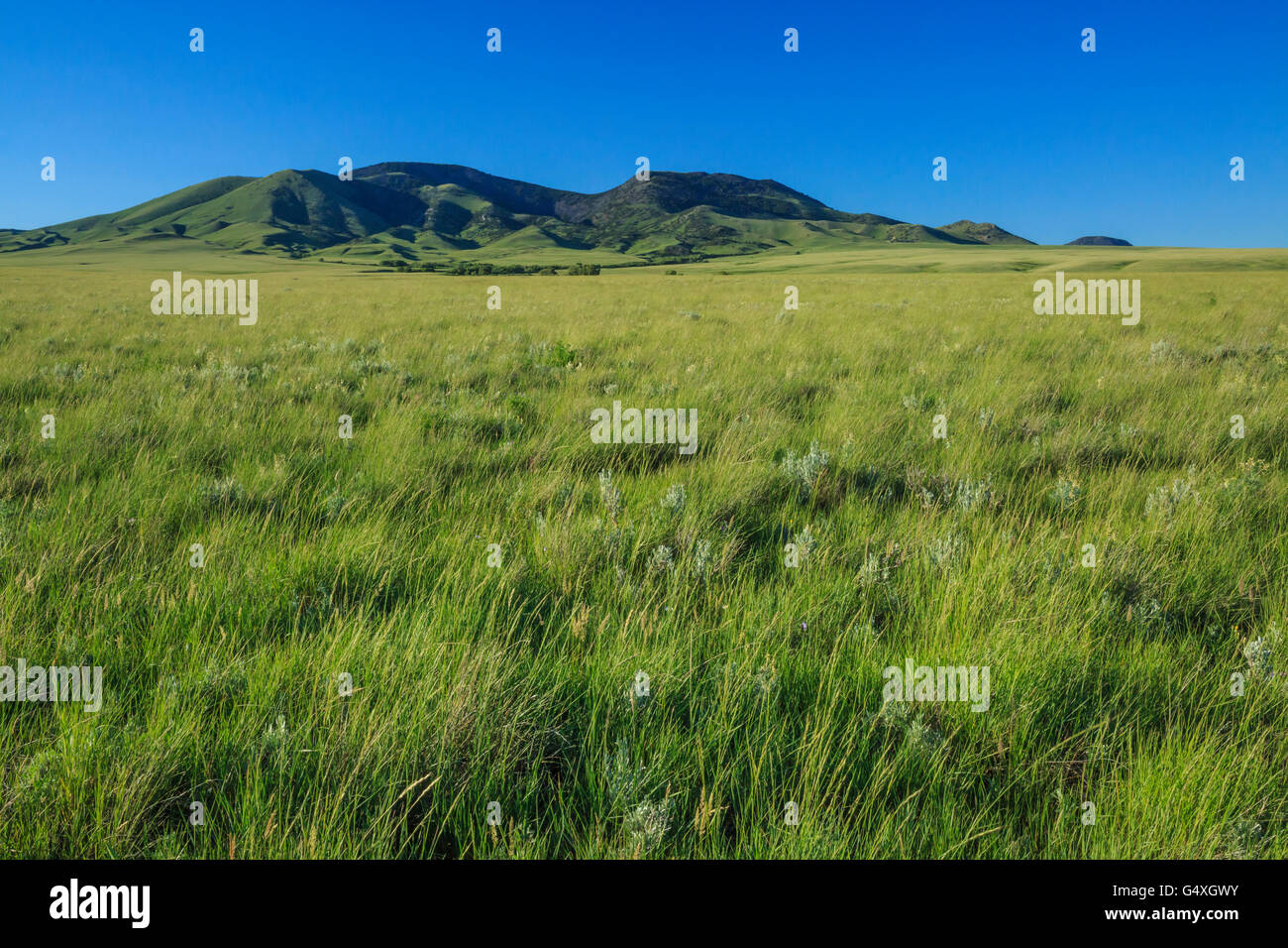 Whitlash hi-res stock photography and images - Alamy