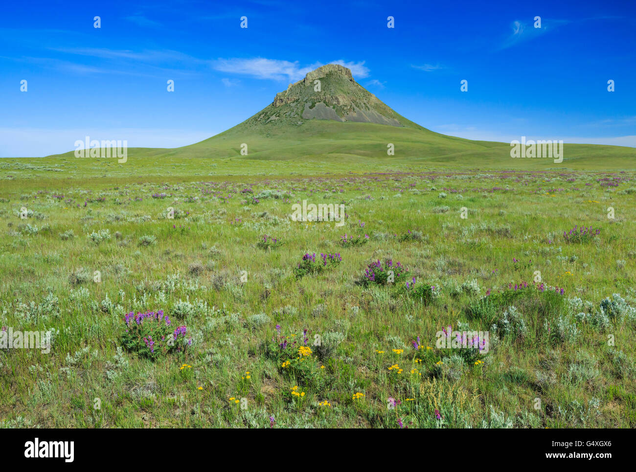 wildflowers on the prairie below haystack butte in the sweet grass ...