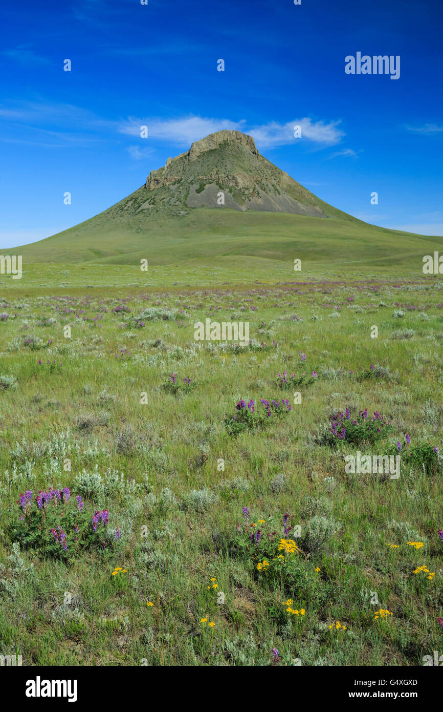 wildflowers on the prairie below haystack butte in the sweet grass ...