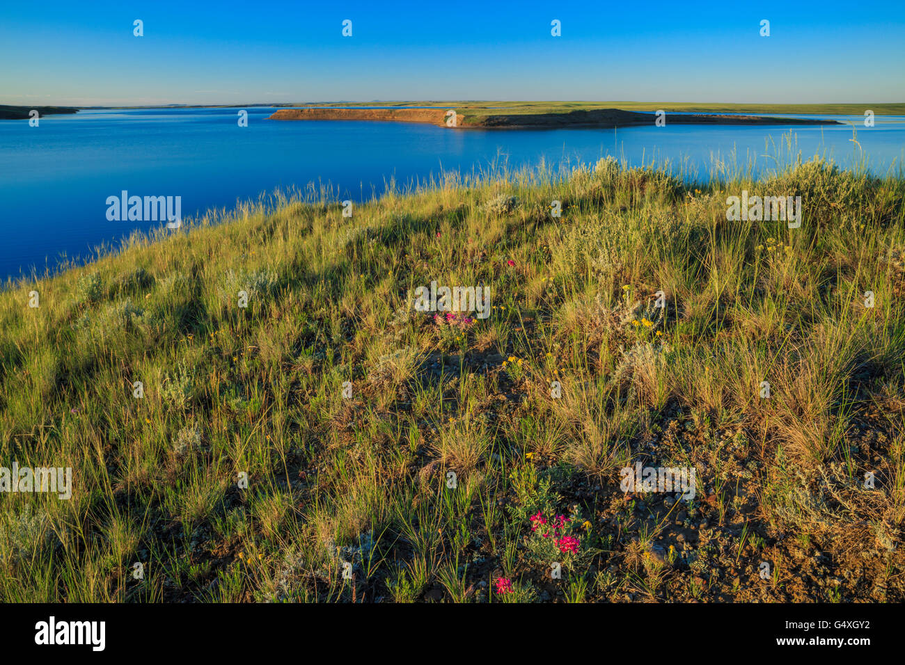 Tiber river nature hi-res stock photography and images - Alamy