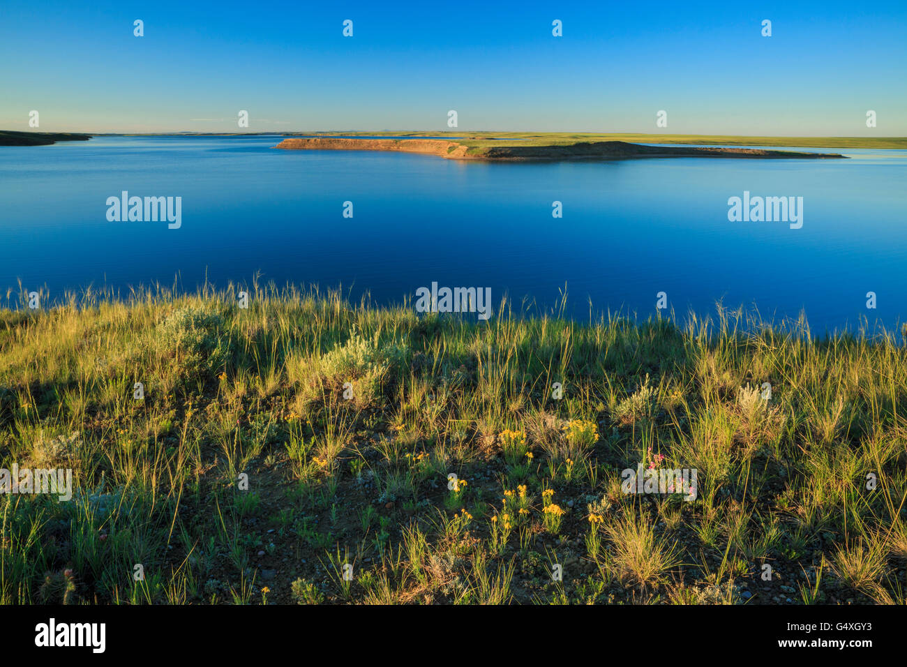 morning light on prairie wildflowers above tiber reservoir near lothair ...