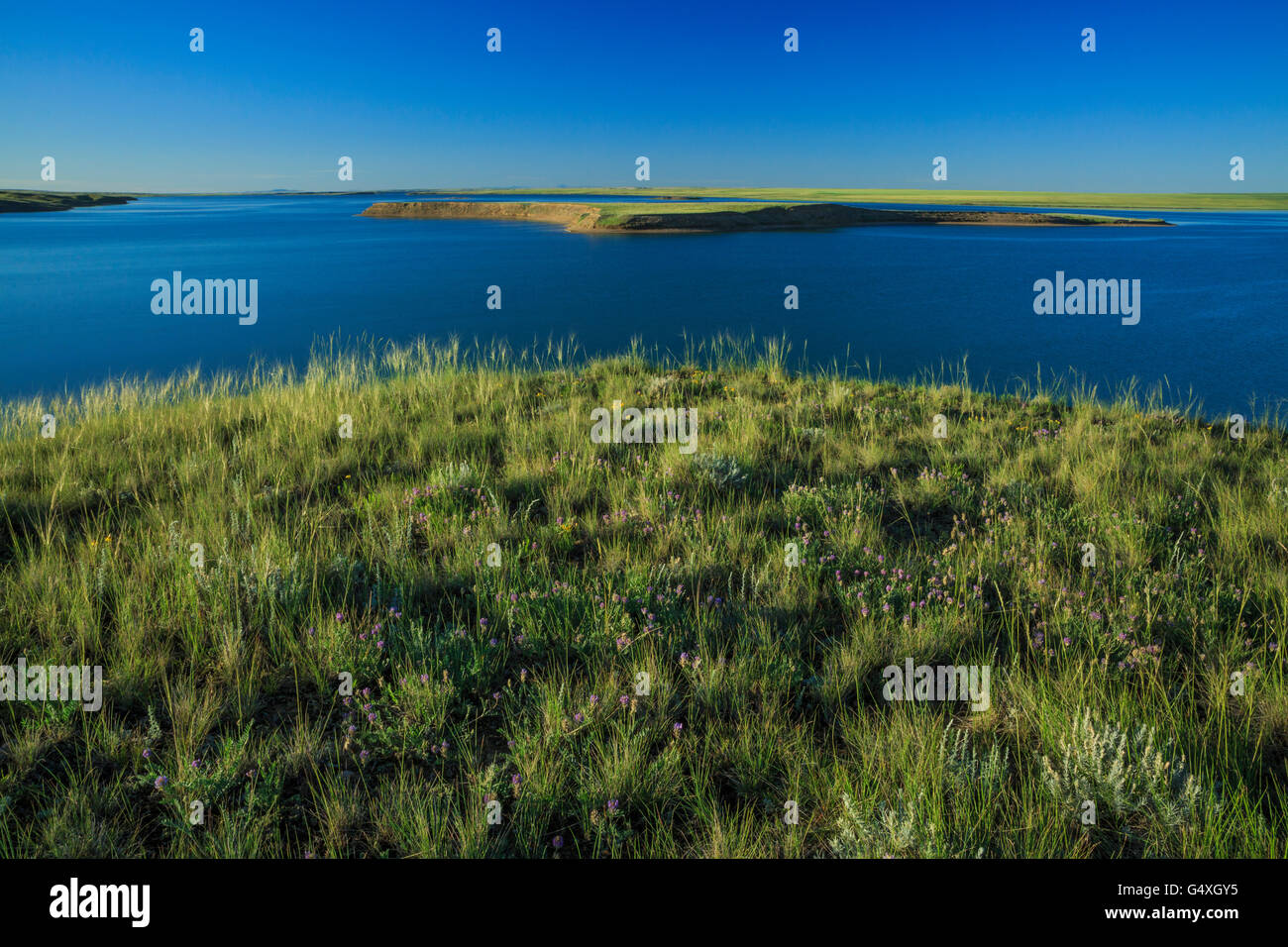 morning light on prairie wildflowers above tiber reservoir near lothair ...