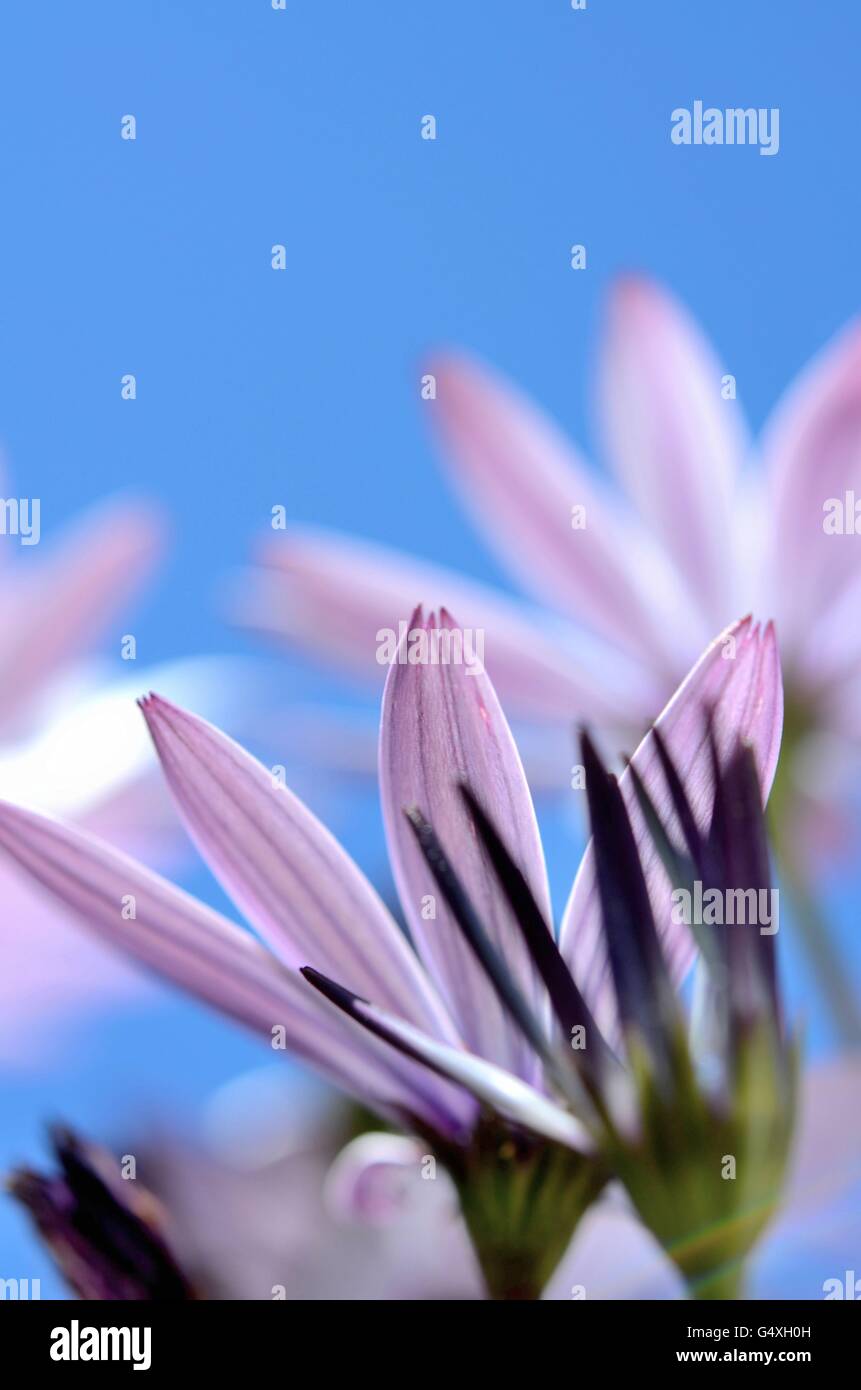 daisy petals in the sky Stock Photo - Alamy