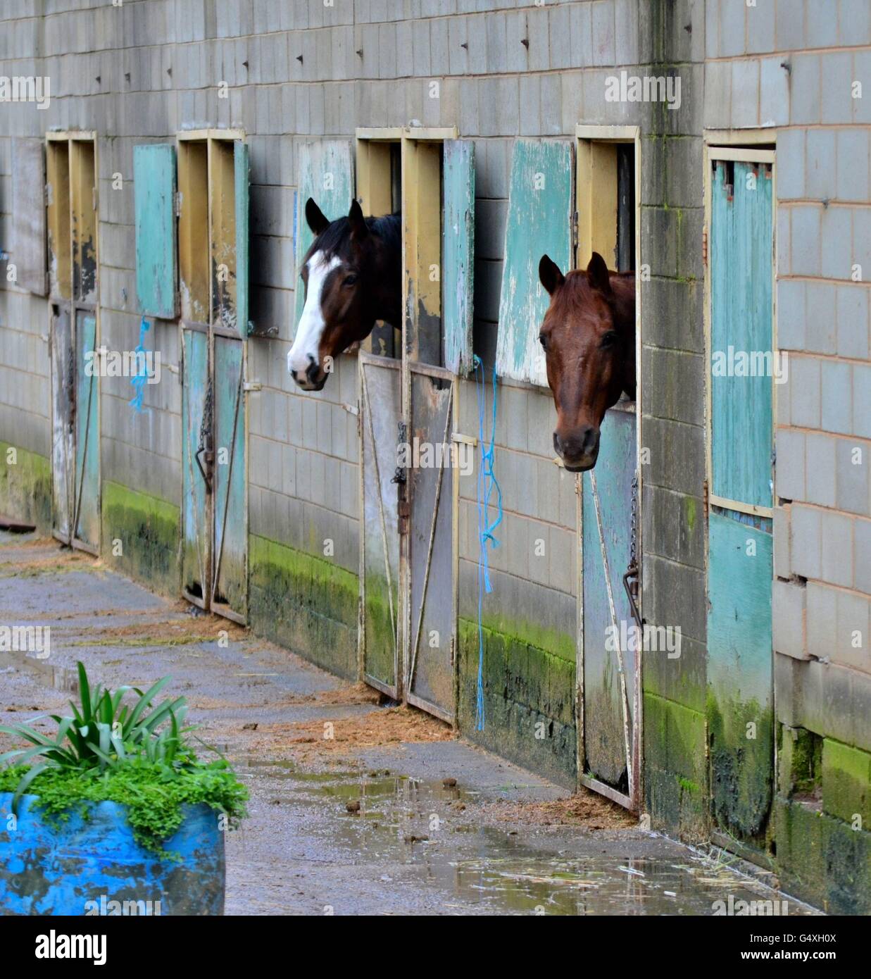 Horses looking out of stables Stock Photo - Alamy
