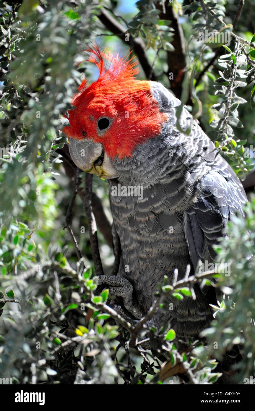 Galah feeding in tree Stock Photo - Alamy
