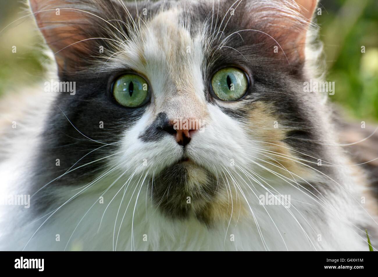 A gorgeous long haired calico cat playing outdoors on a warm summer day ...