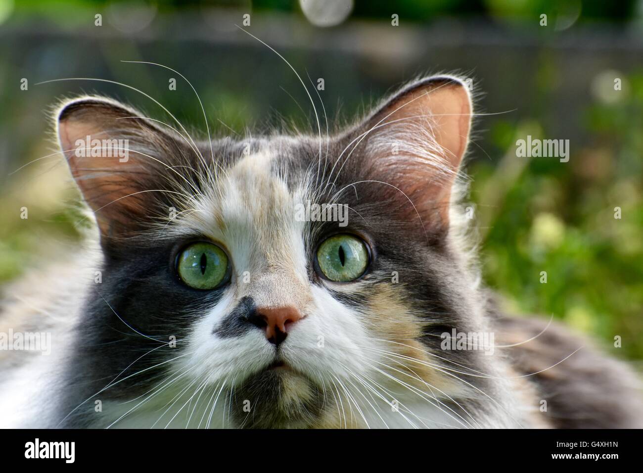 A gorgeous long haired calico cat playing outdoors on a warm summer day ...