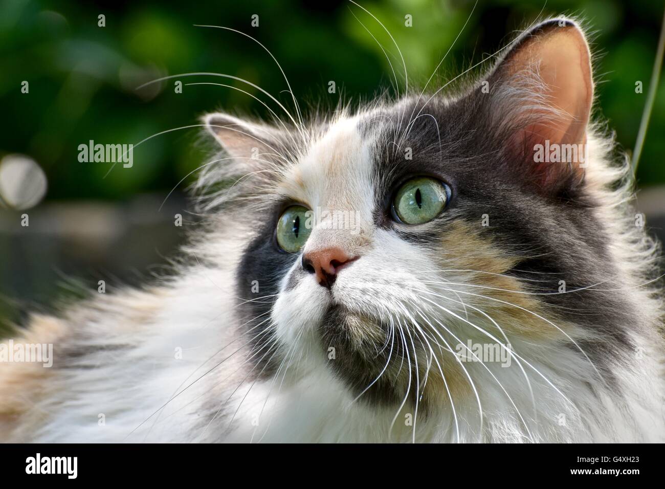 Gorgeous long haired calico cat hi-res stock photography and images - Alamy