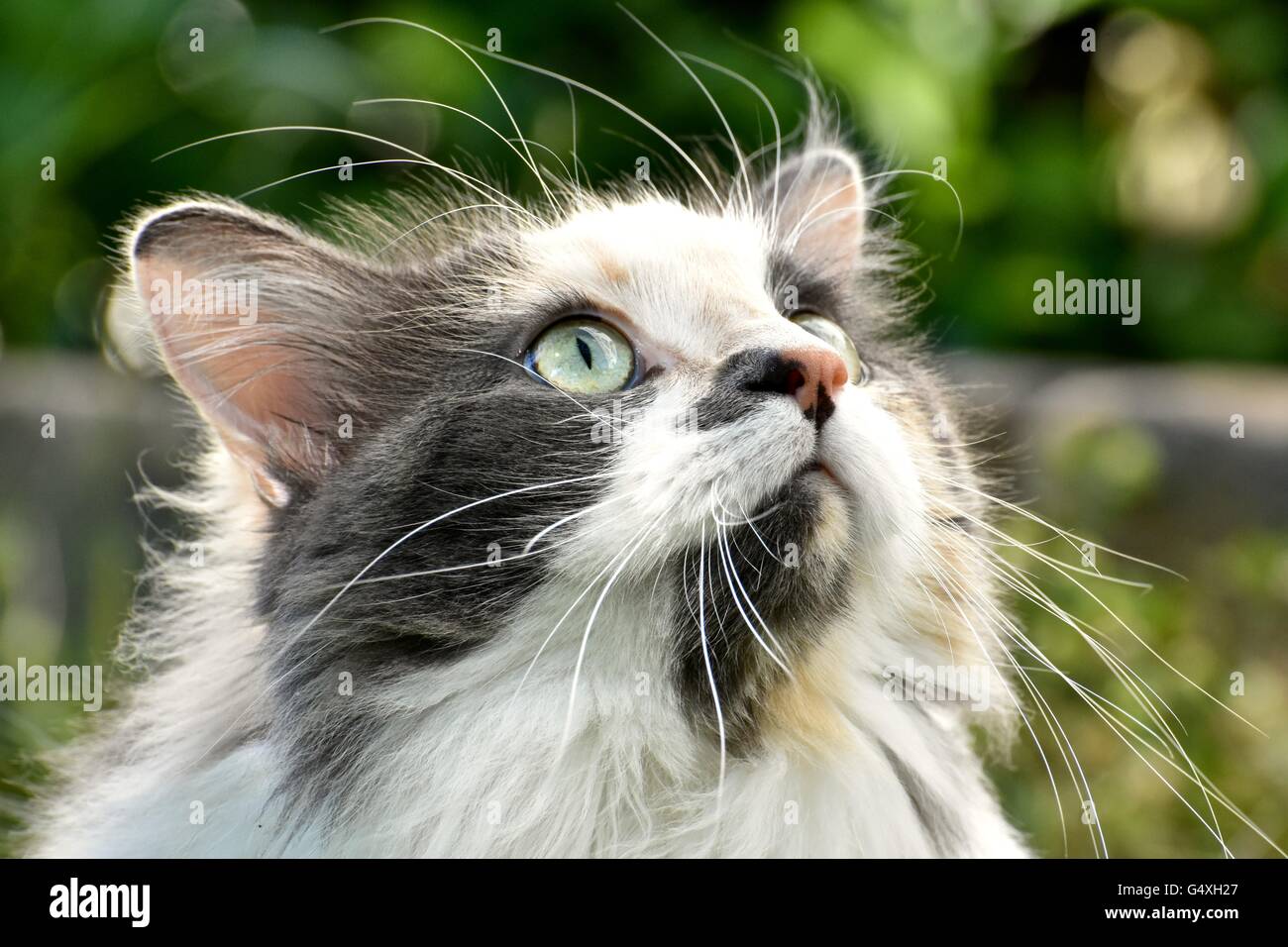 A gorgeous long haired calico cat playing outdoors on a warm summer day ...