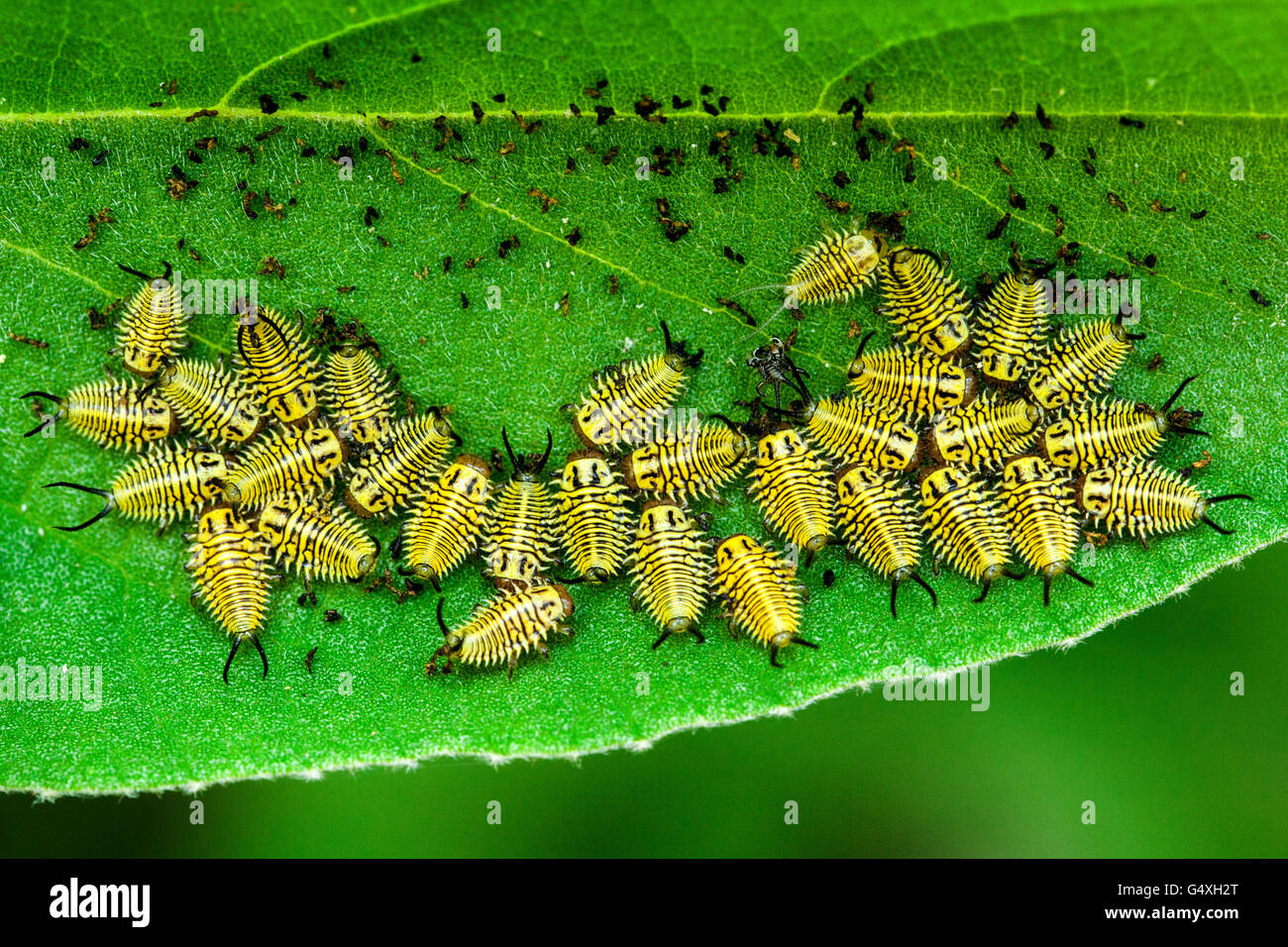Wild Olive Tortoise Beetle larvae (Physonota alutacea) - Camp Lula Sams ...