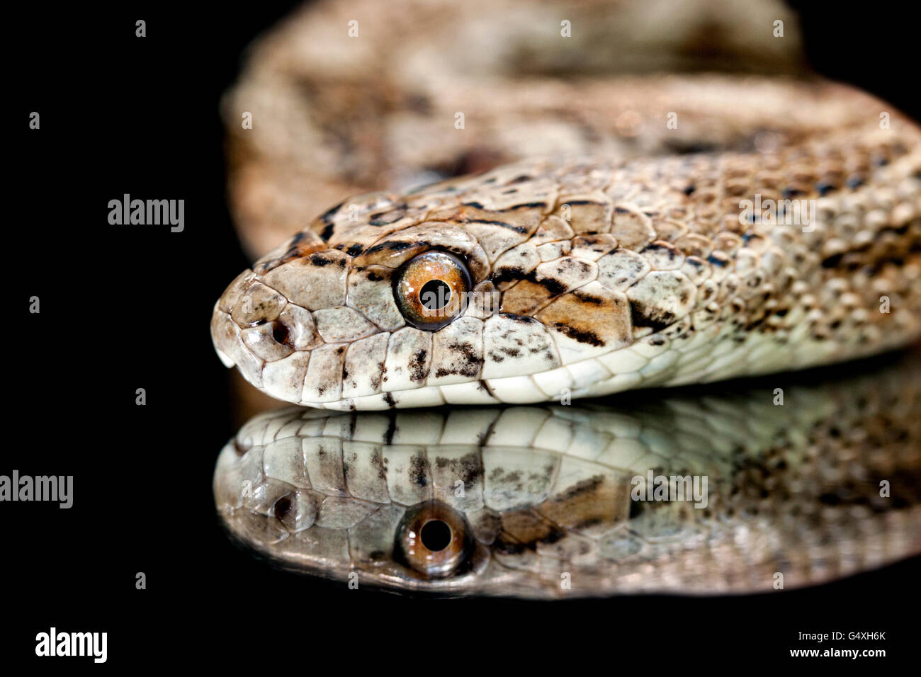 Great Plains Rat Snake (Pantherophis emoryi) [Controlled Subject ...