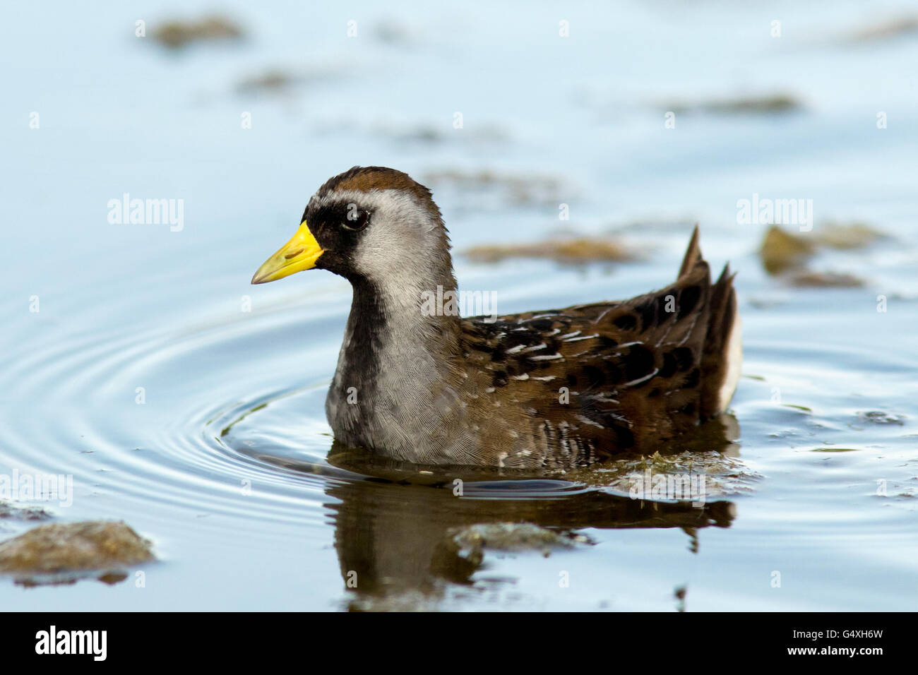 Sora Rail (Porzana carolina) - Camp Lula Sams, Brownsville, Texas USA ...