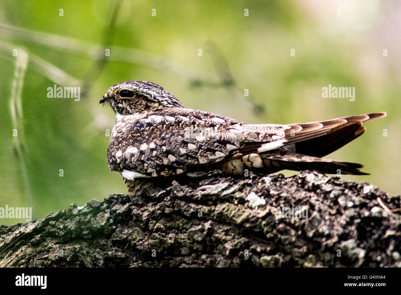 Nighthawk Species - Camp Lula Sams - Brownsville, Texas, USA Stock ...