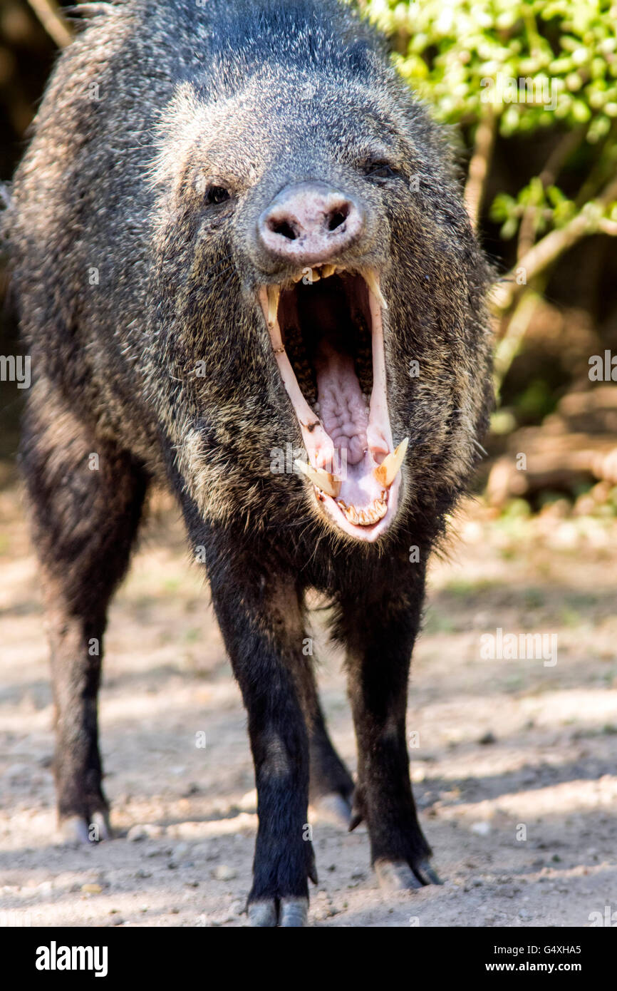 Javelina or Collared Peccary - Camp Lula Sams - Brownsville, Texas USA ...