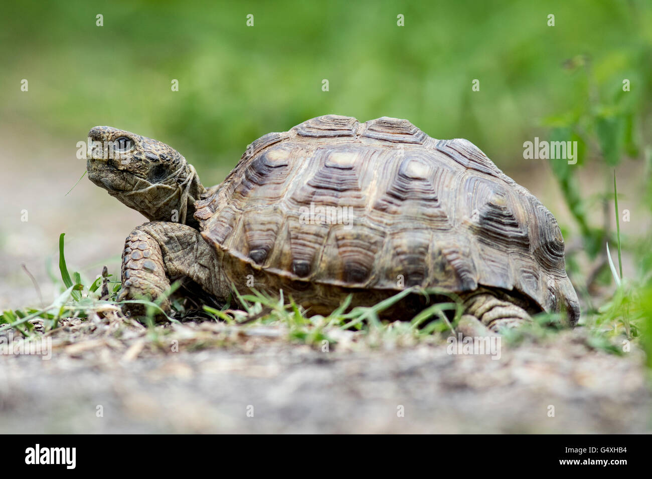 Texas Tortoise (Gopherus berlandieri) - Camp Lula Sams - Brownsville ...
