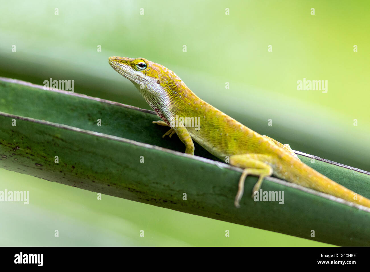 Carolina Anole (Anolis carolinensis) - Camp Lula Sams, Brownsville ...