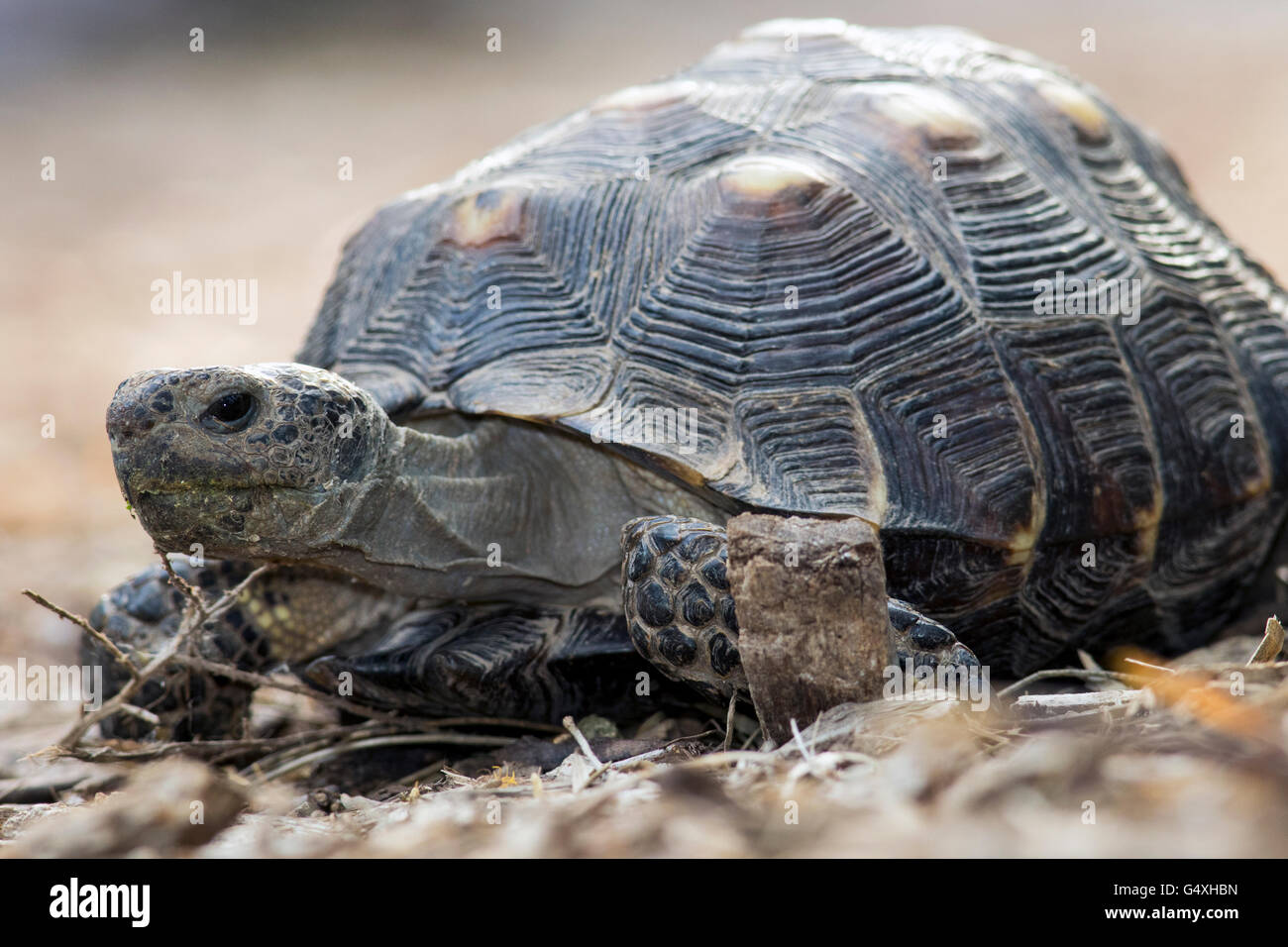 Texas Tortoise (Gopherus berlandieri) - Camp Lula Sams - Brownsville ...