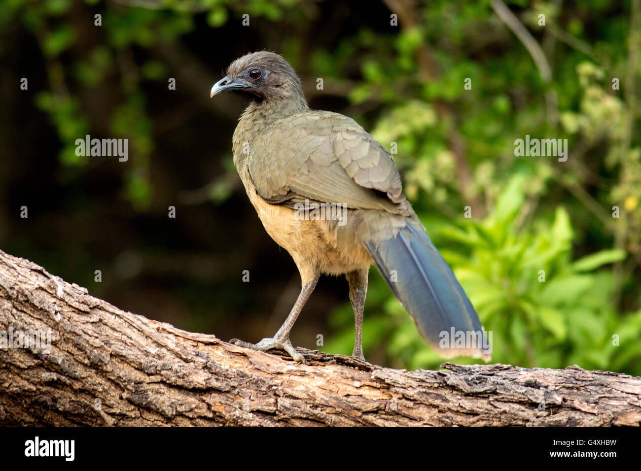Plain Chachalaca (Ortalis vetula) - Camp Lula Sams, Brownsville, Texas ...