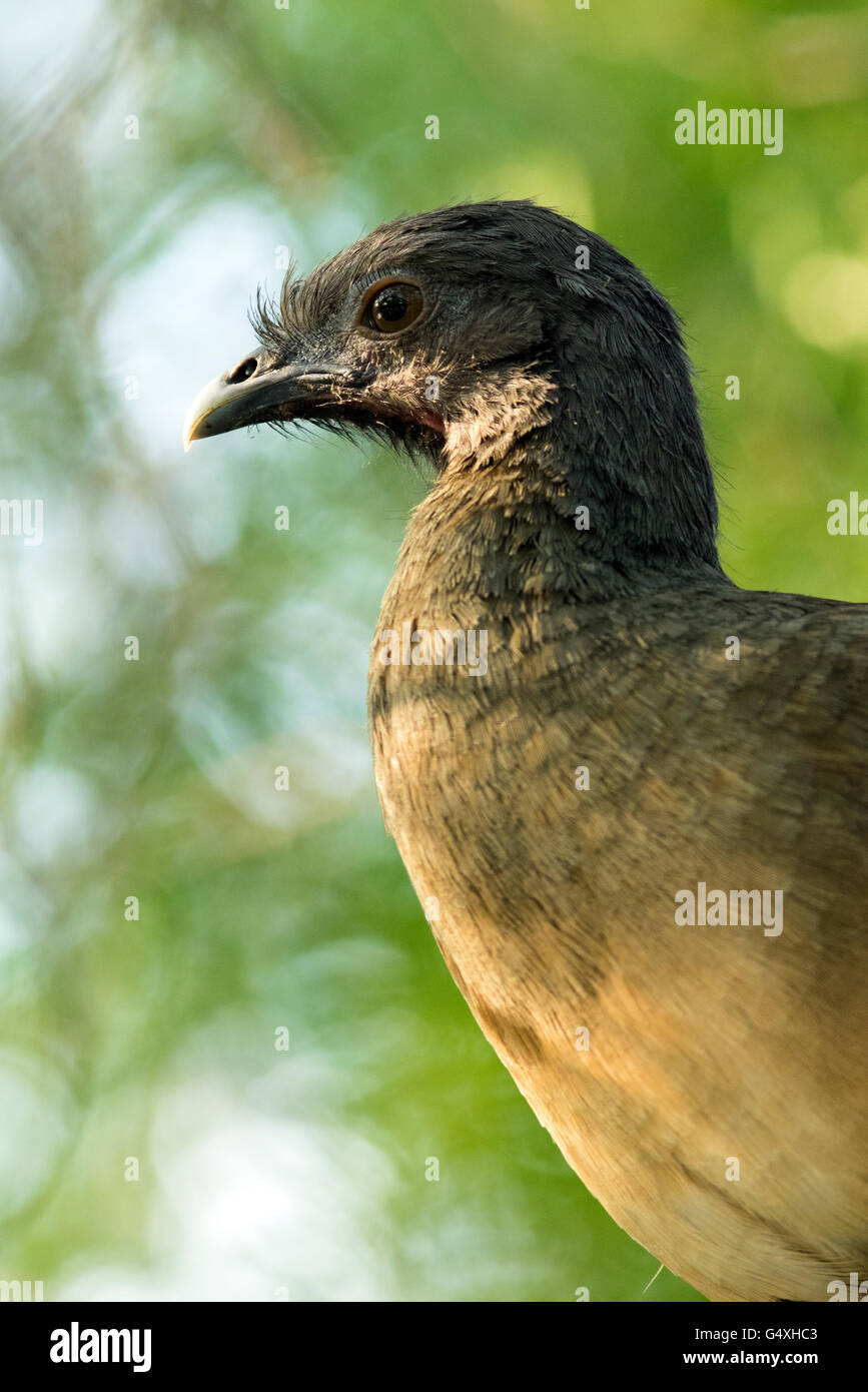 Plain Chachalaca (Ortalis vetula) - Camp Lula Sams, Brownsville, Texas ...