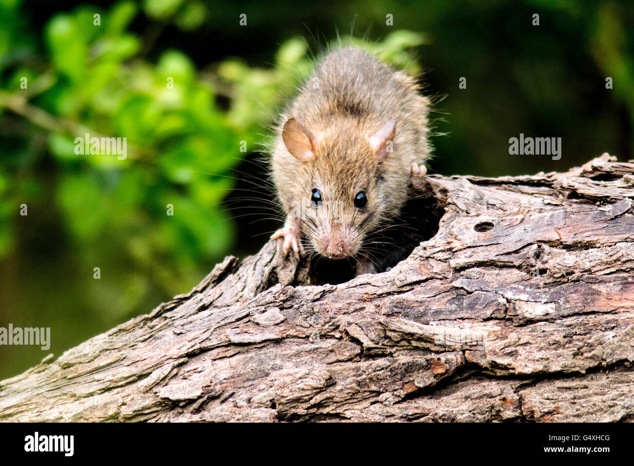 Hispid Cotton Rat (Sigmodon hispidus) - Camp Lula Sams - Brownsville ...