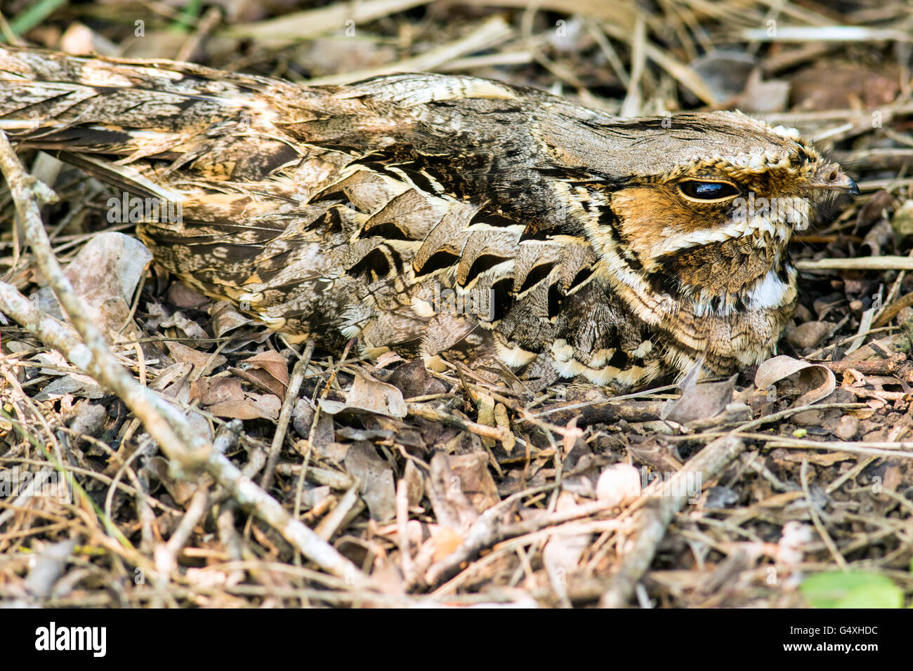Common pauraque nyctidromus albicollis hi-res stock photography and ...
