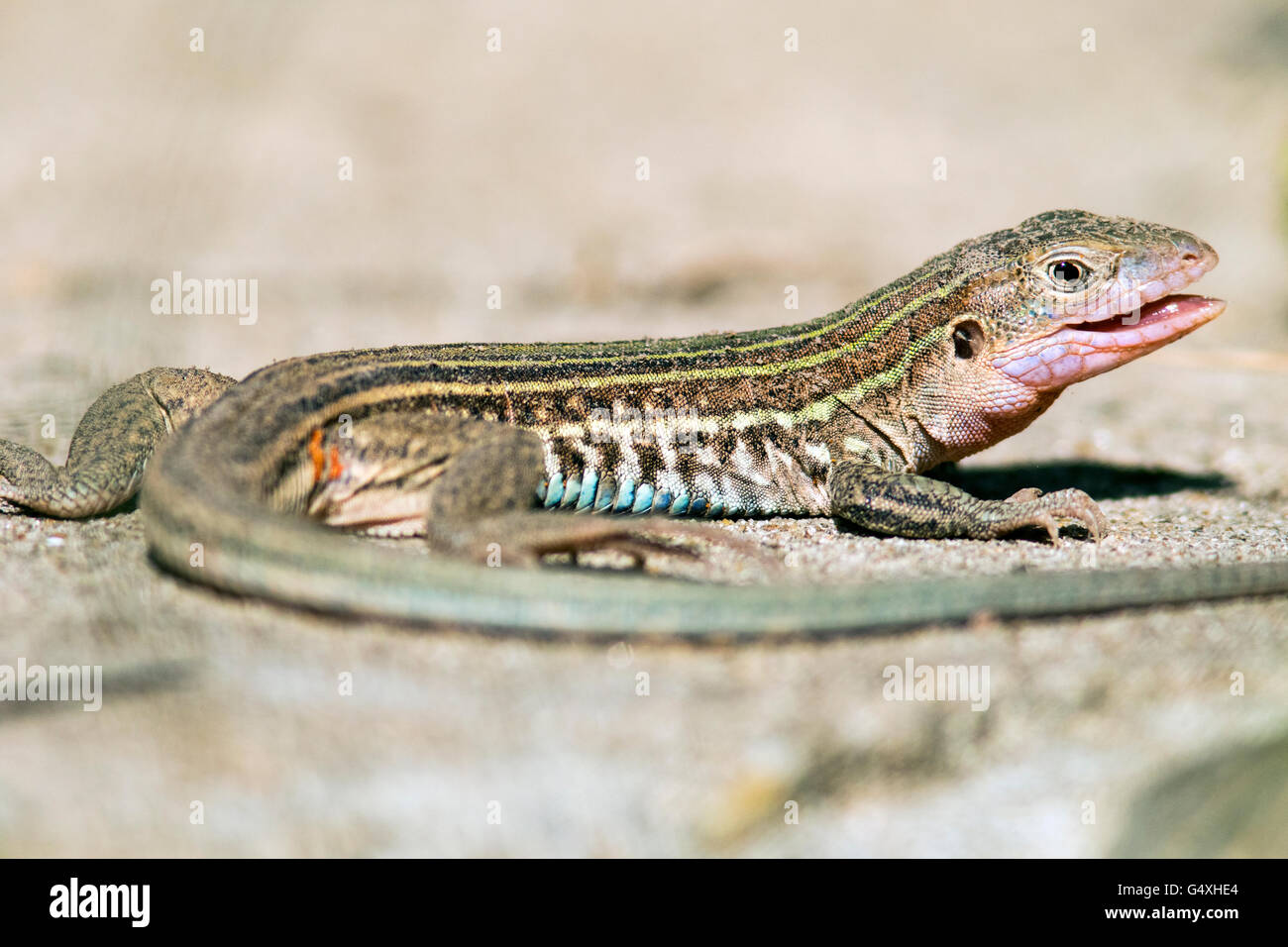 Whiptail Lizard High Resolution Stock Photography and Images - Alamy