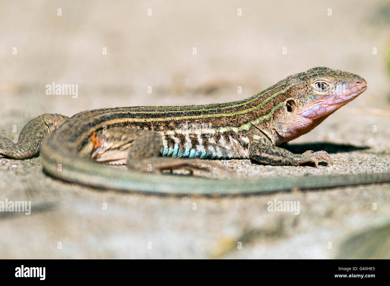 Whiptail lizards hi-res stock photography and images - Alamy